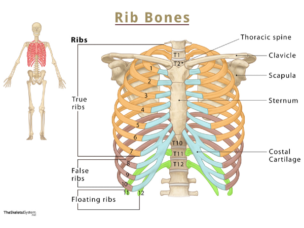 How Many Ribs Do Humans Have - Are men missing a rib